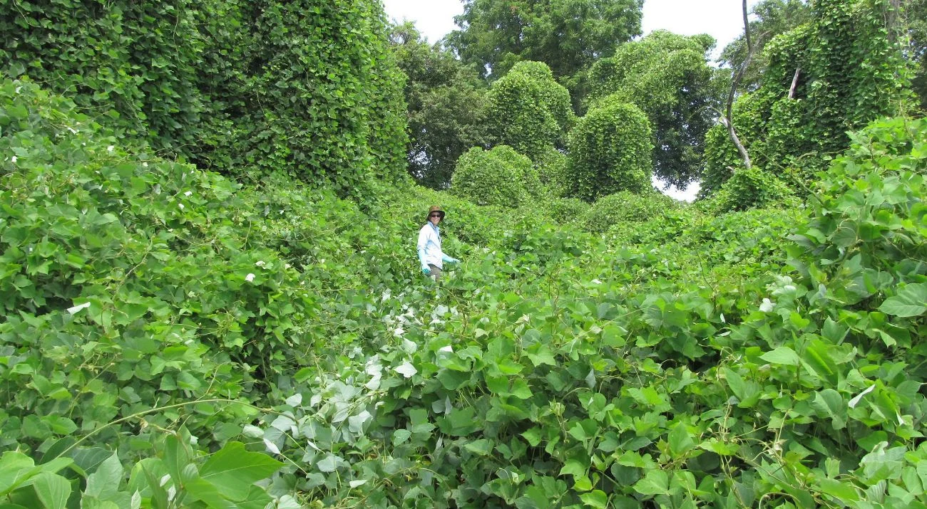 Kudzu Root Extract: A Complete Guide to Benefits, Safety & Use (2025 ...